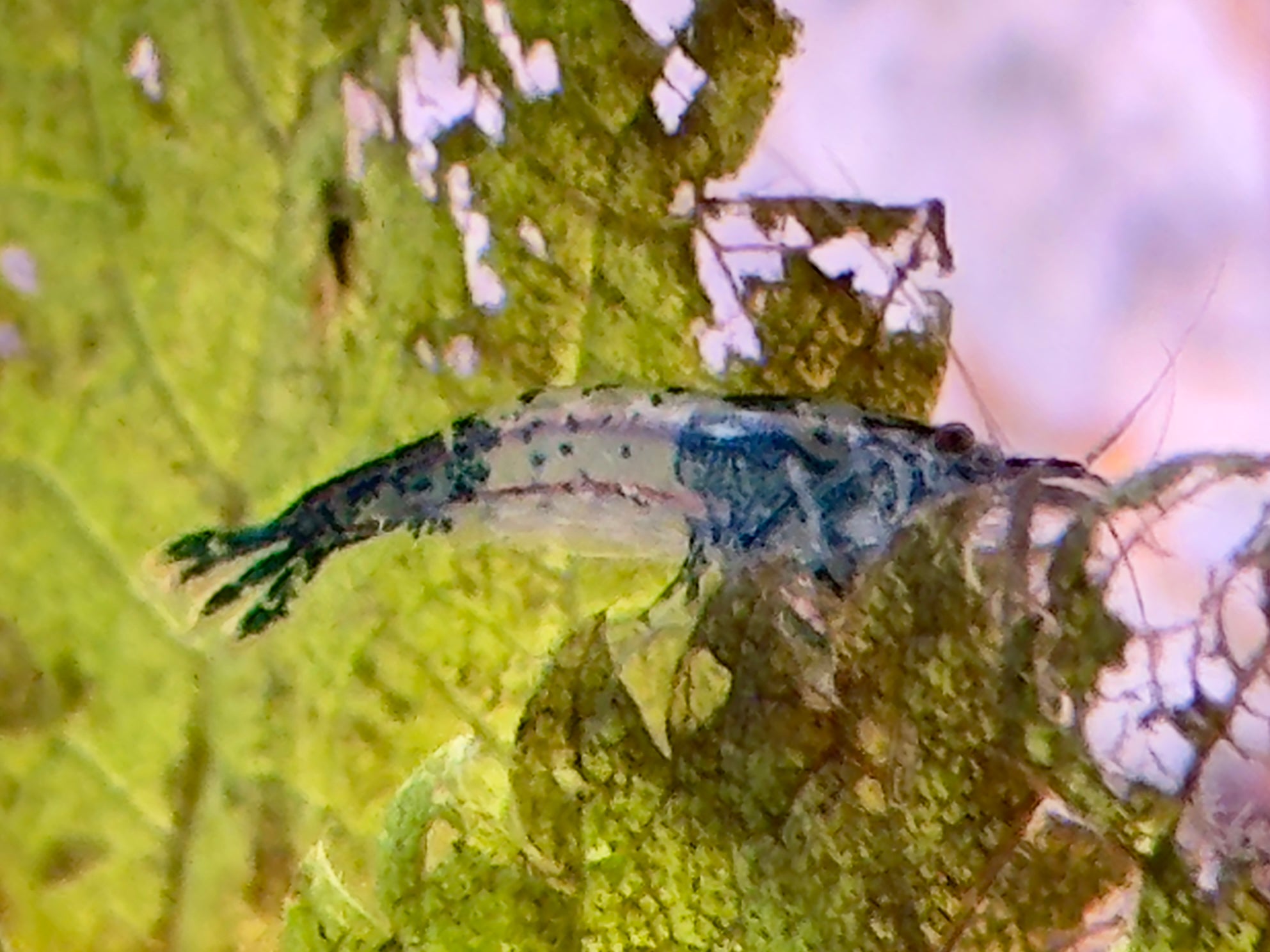 Blaue Carbon Rili Garnele Neocaridina davidi – zierfische-online.com