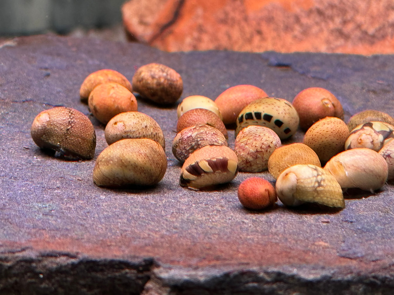 Fancy Geweihschnecke Clithon sowerbianum – zierfische-online.com