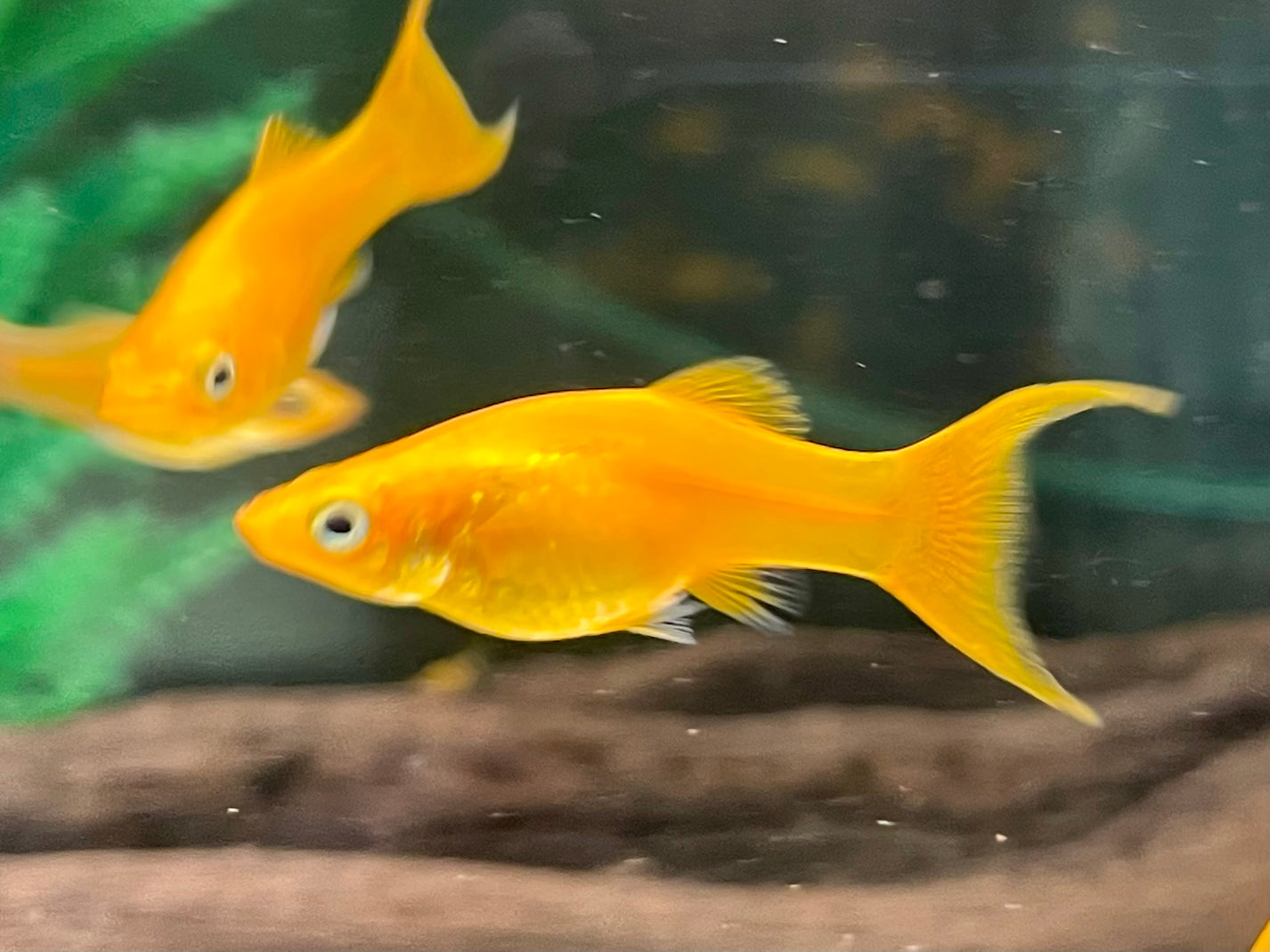 Gold Molly Lyra Poecilia sphenops – zierfische-online.com