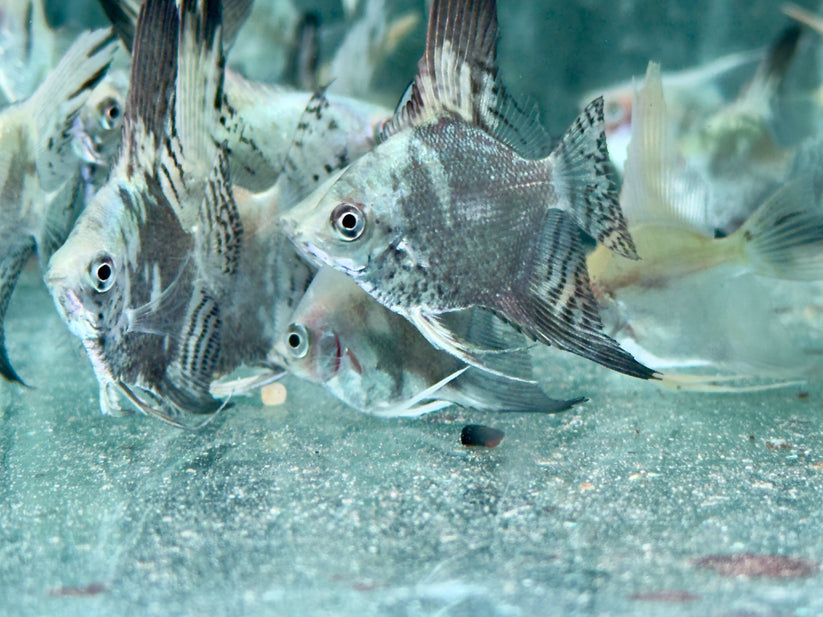 Jaguar Skalar I Map Skalar Pterophyllum scalare – zierfische-online.com