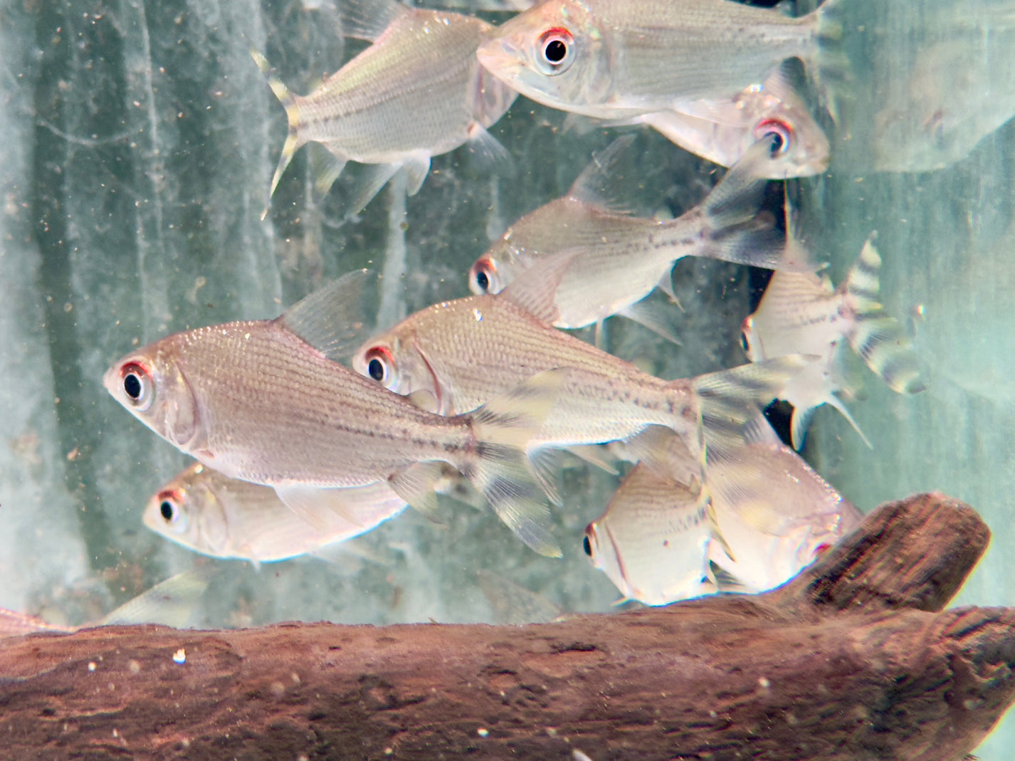 Nachtsalmler Semaprochilodus kneri – zierfische-online.com