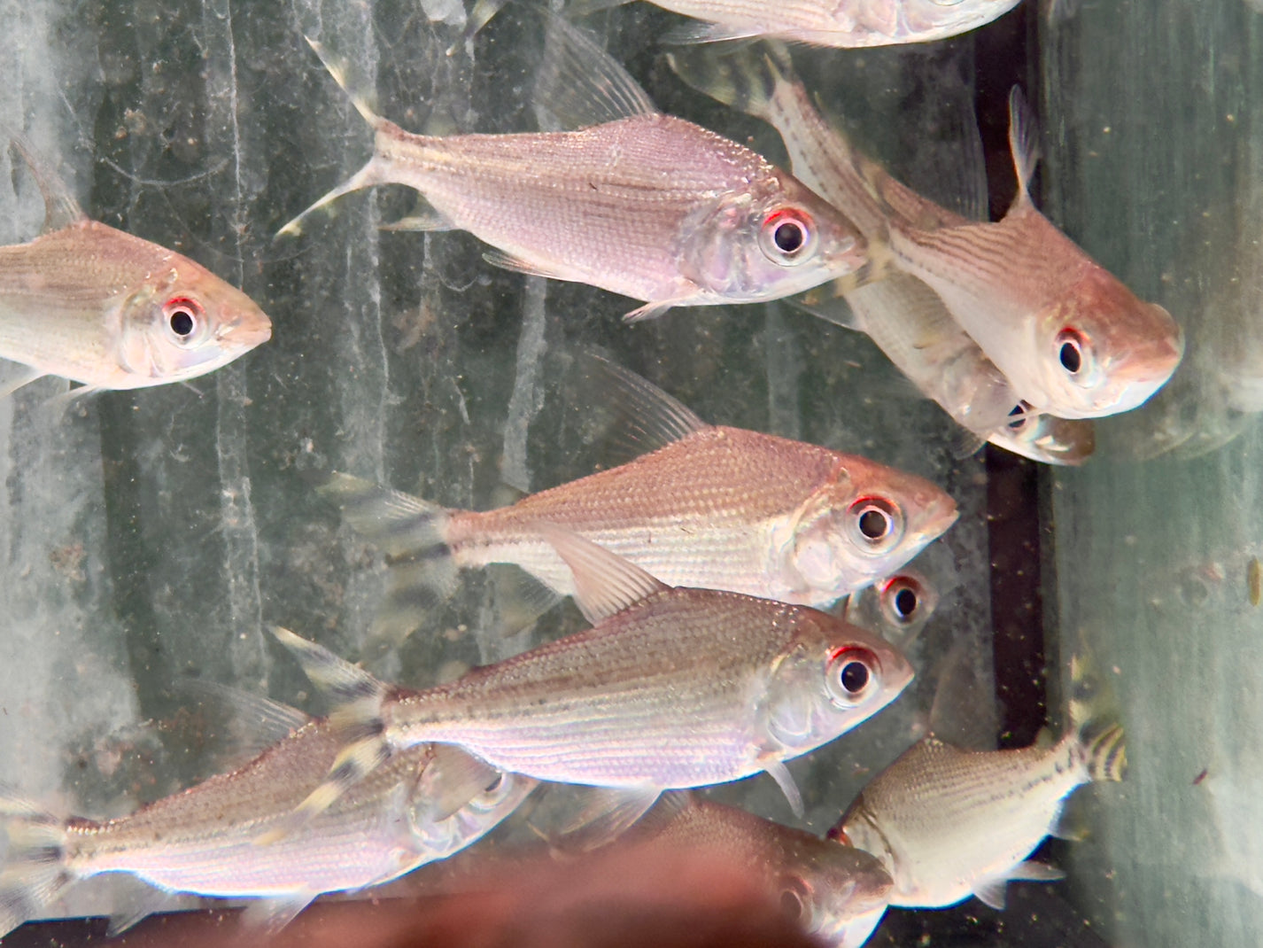 Nachtsalmler Semaprochilodus kneri – zierfische-online.com