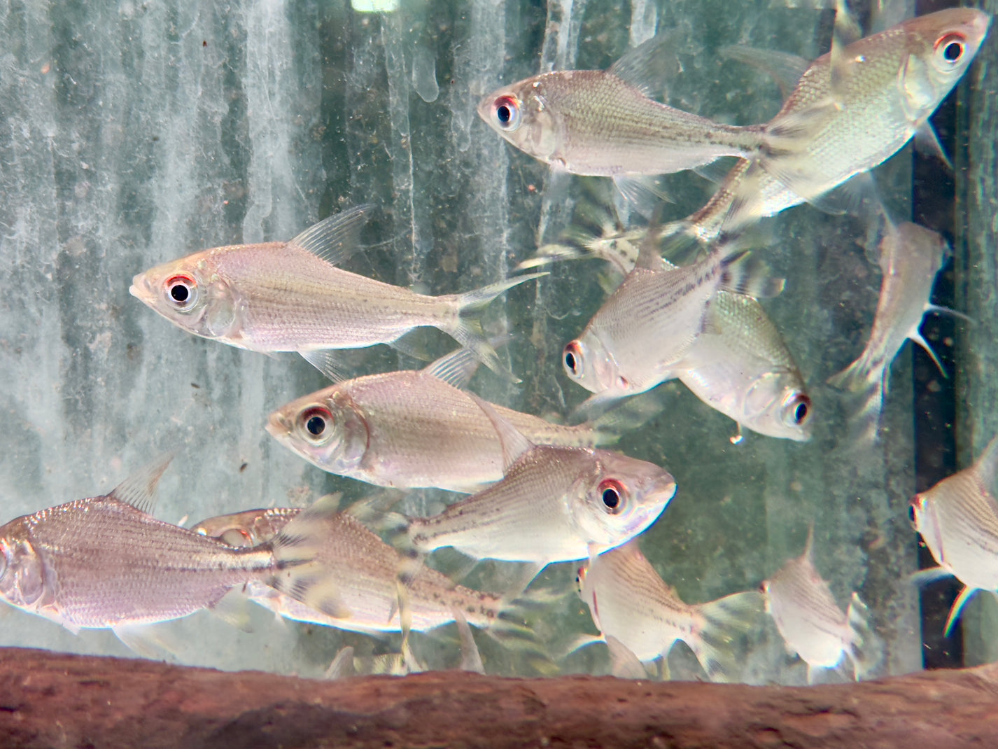 Nachtsalmler Semaprochilodus kneri – zierfische-online.com