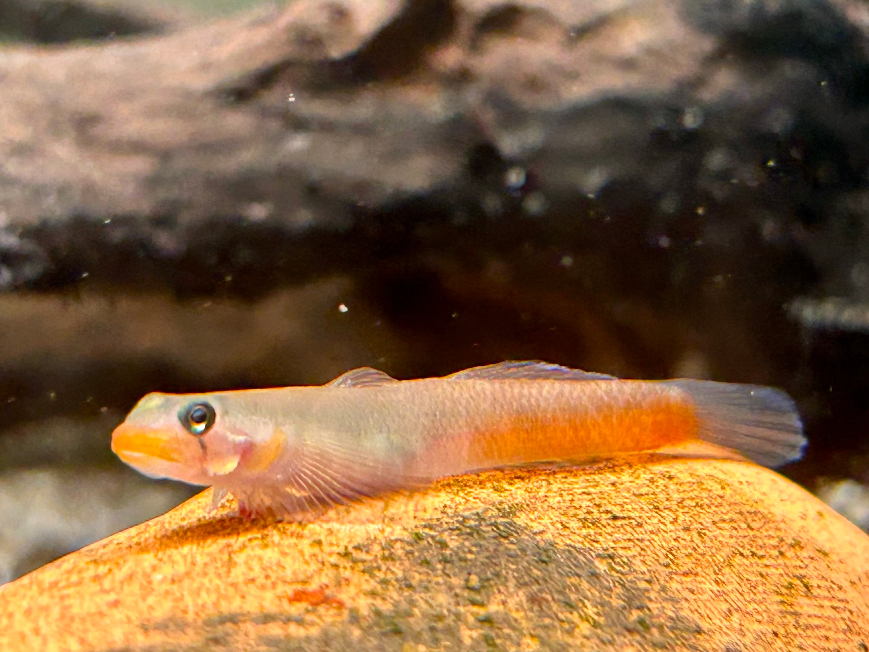 Rötliche Lippenstiftgrundel Sicyopus rubicundus – zierfische-online.com