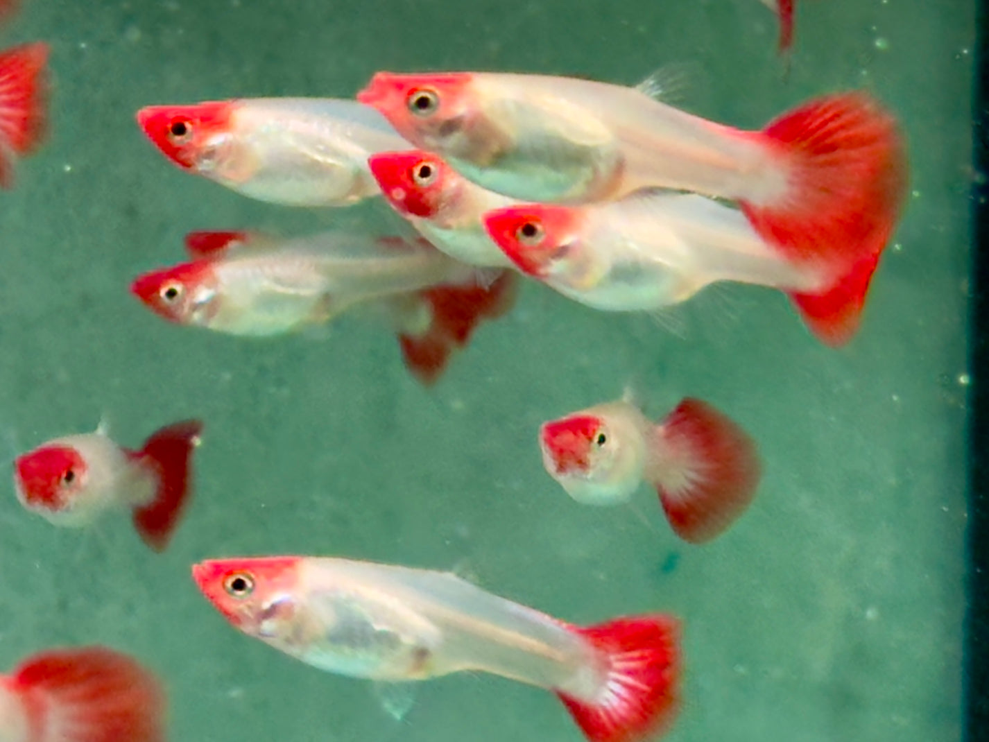 Red Cap Koi Guppy Poecilia reticulata Weibchen – zierfische-online.com