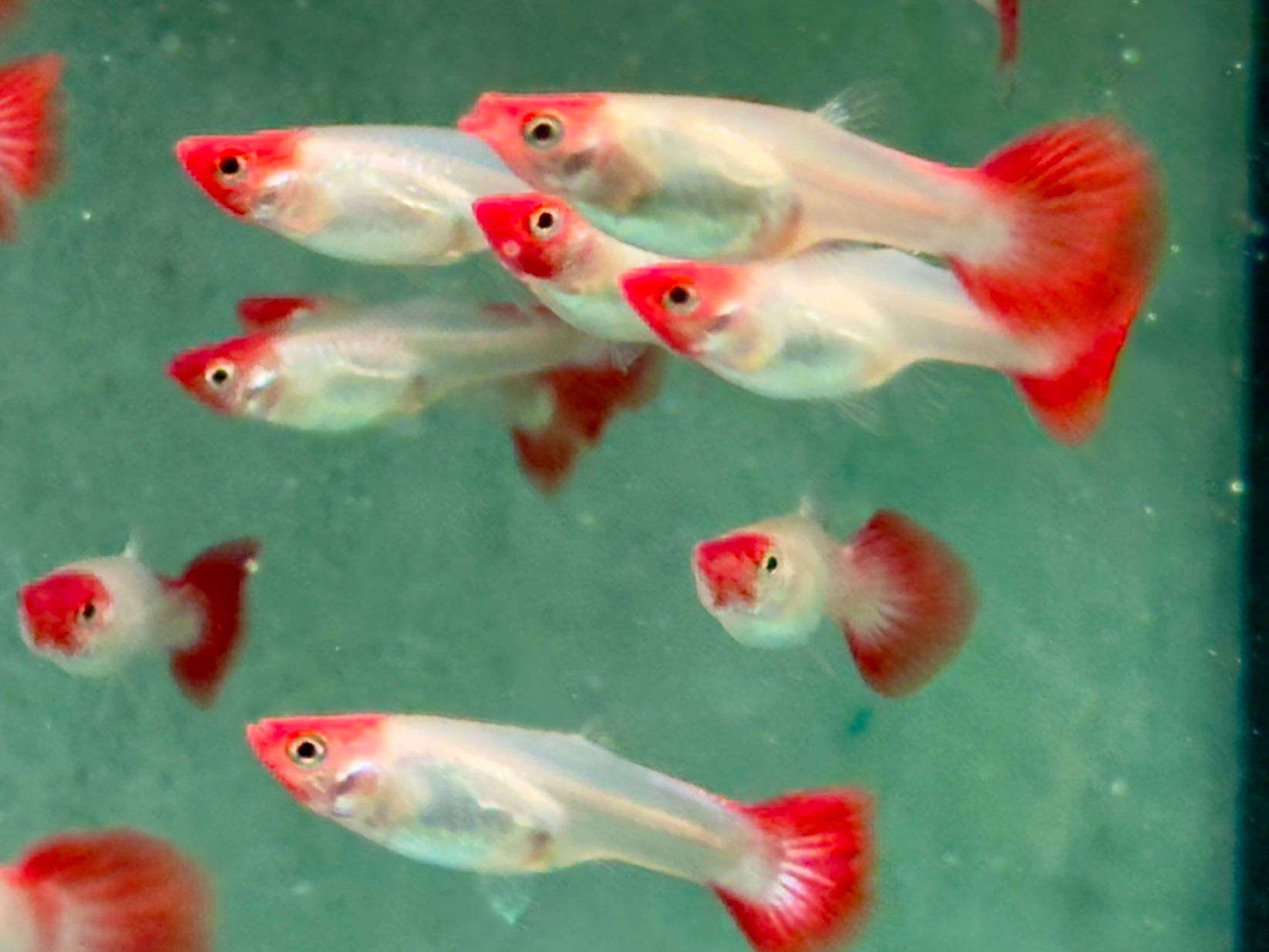Red Cap Koi Guppy Poecilia reticulata Weibchen – zierfische-online.com