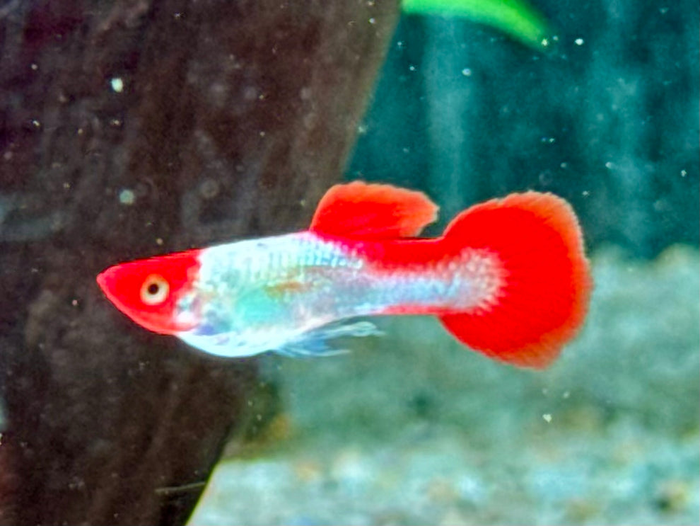 Red Cap Koi Guppy Poecilia reticulata Männchen – zierfische-online.com