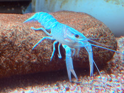 Rotscherenkrebs Cherax quadricarinatus – zierfische-online.com