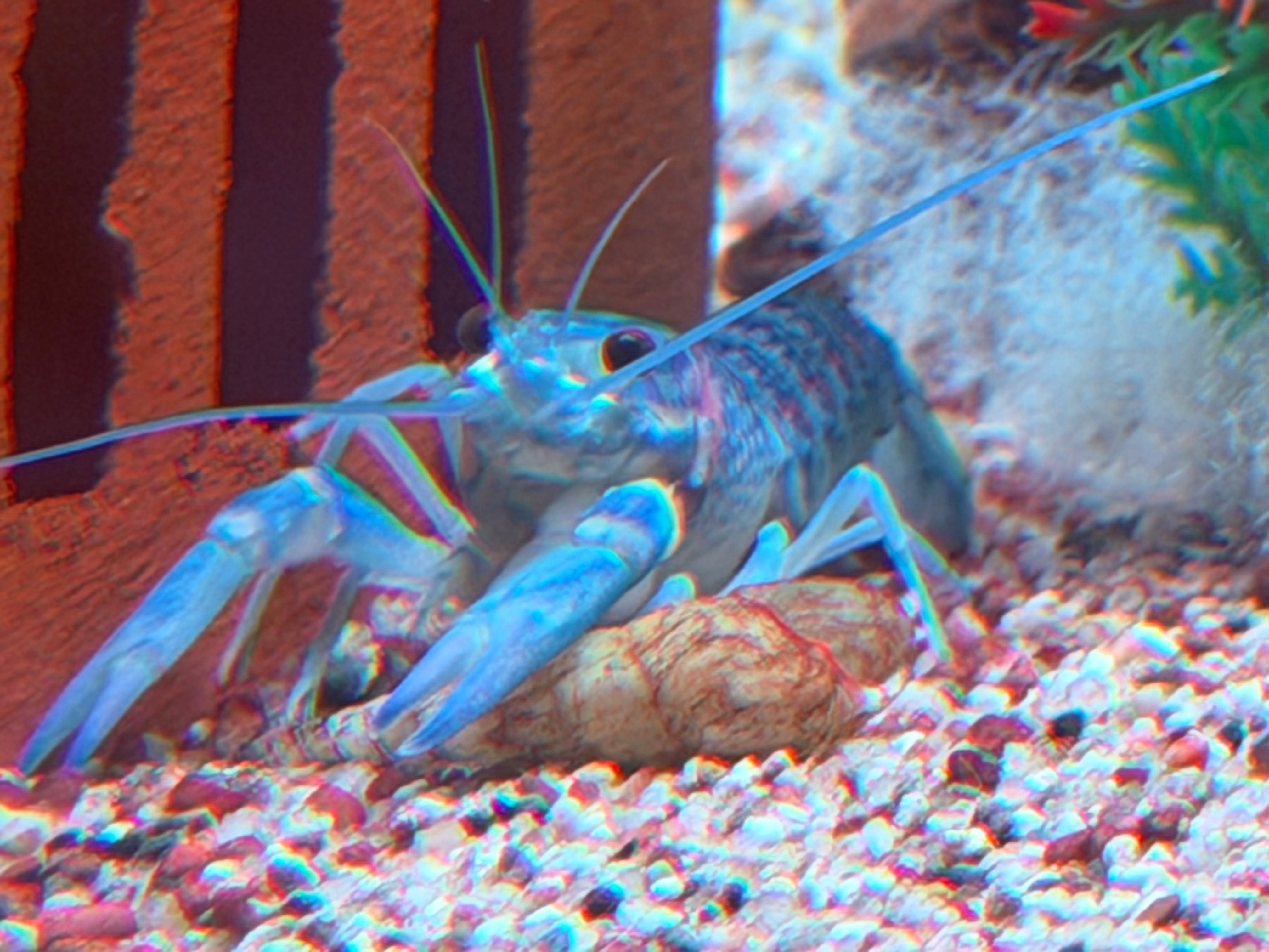 Rotscherenkrebs Cherax quadricarinatus – zierfische-online.com