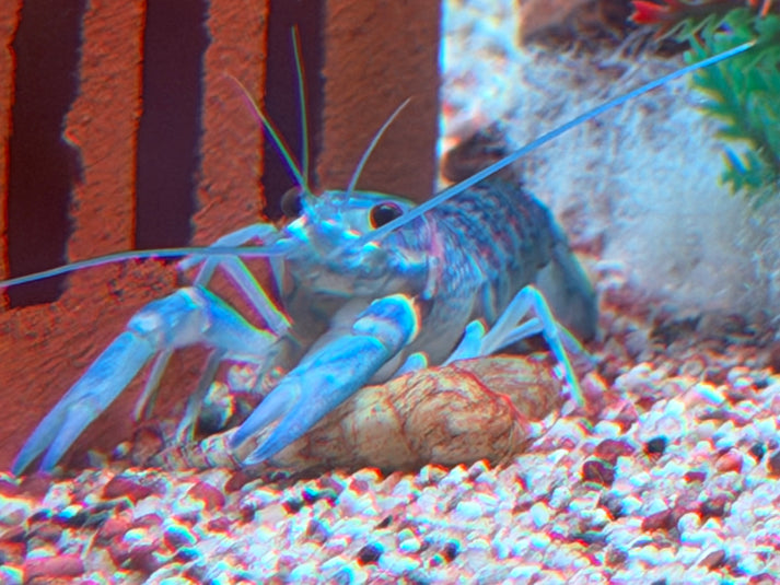 Rotscherenkrebs Cherax quadricarinatus – zierfische-online.com