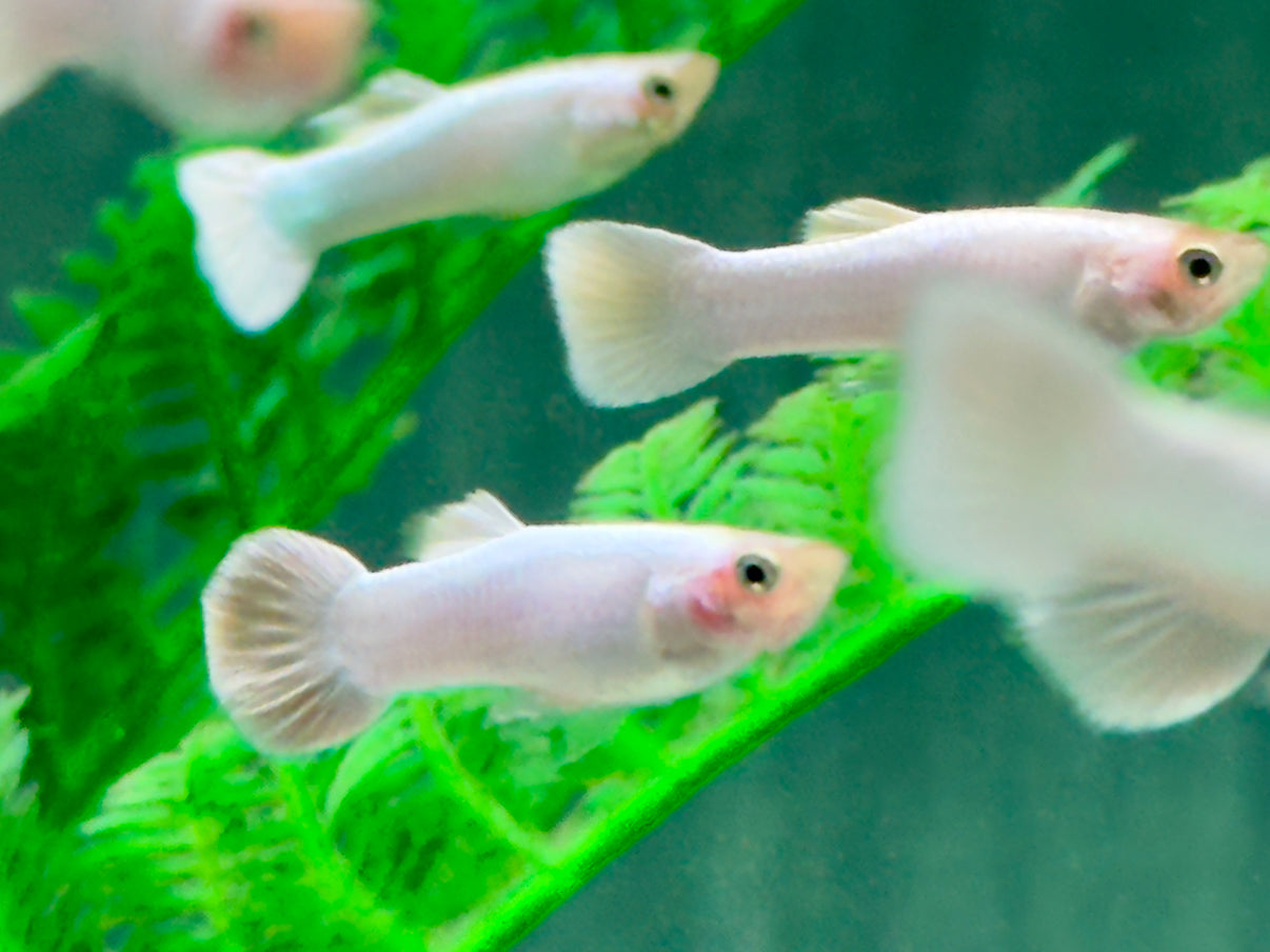 Snow White Guppy Poecilia reticulata Männchen – zierfische-online.com