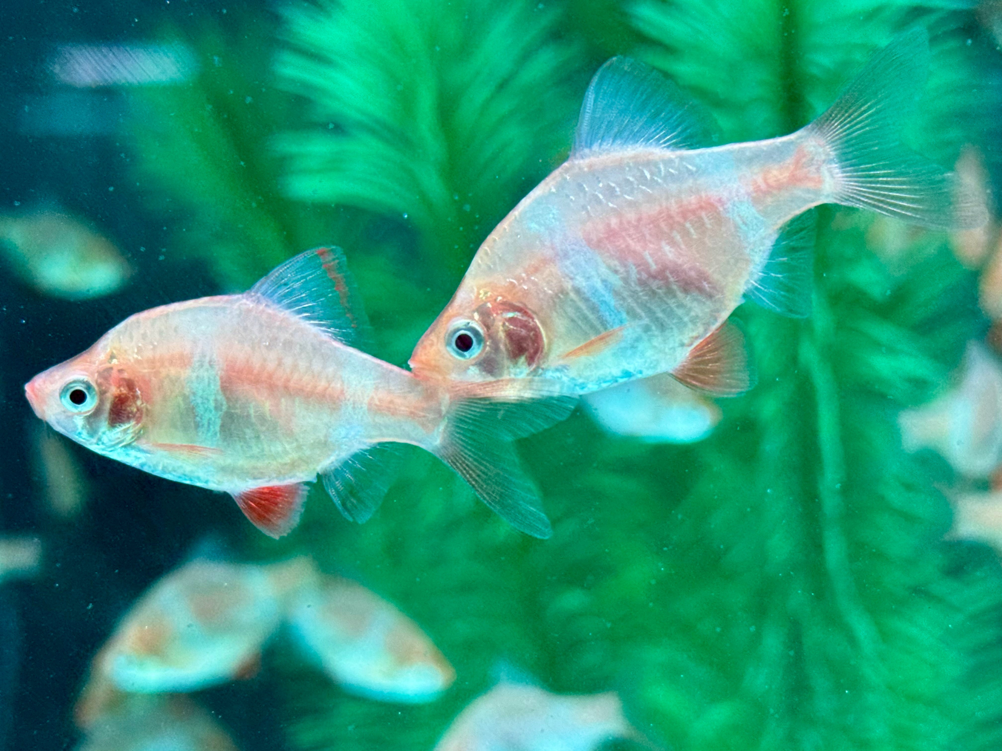 Sumatrabarbe Gold Barbus Puntius tetrazona – zierfische-online.com