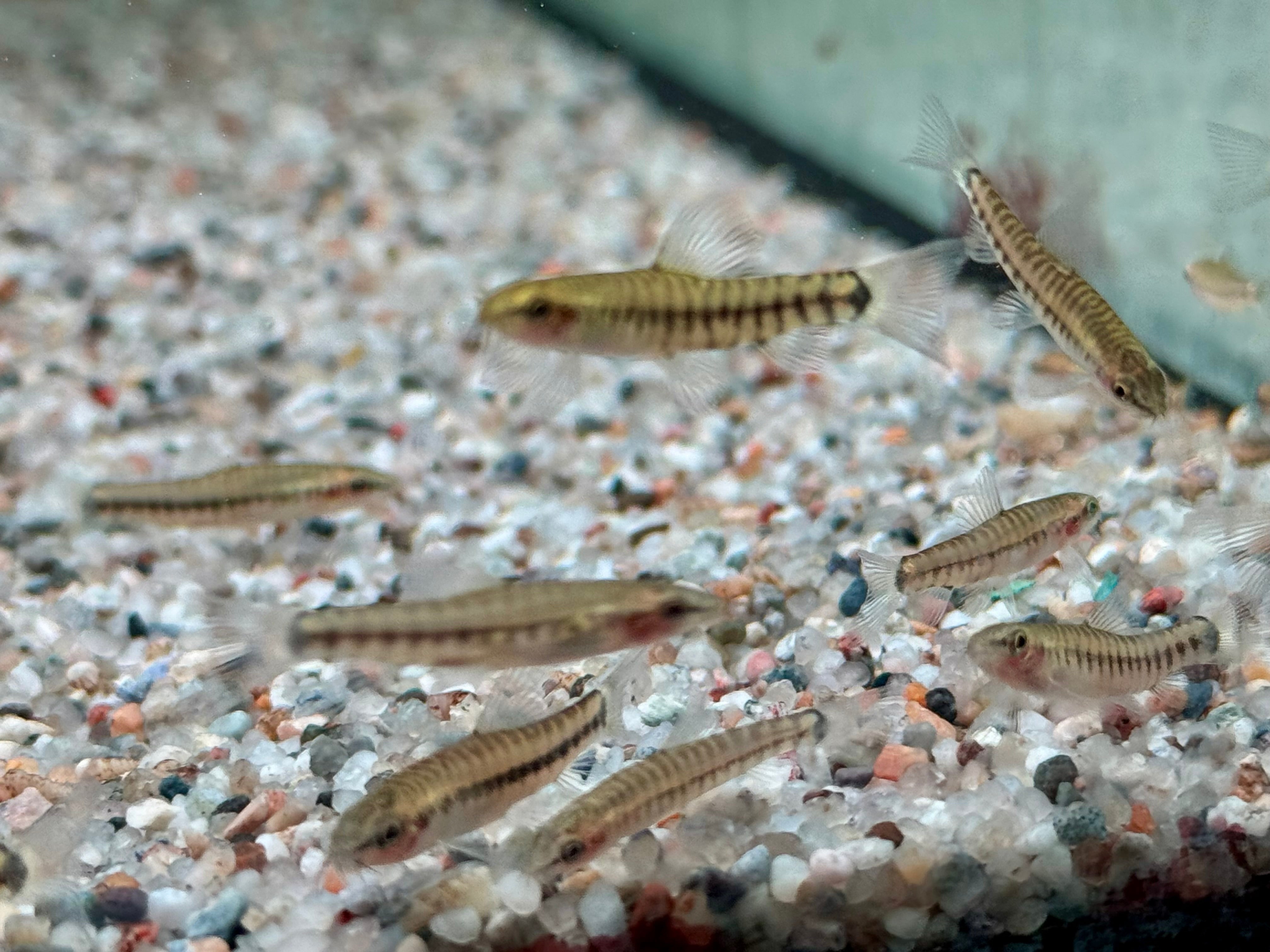 Zwerg Tigerschmerle Yunnanilus cruciatus – zierfische-online.com